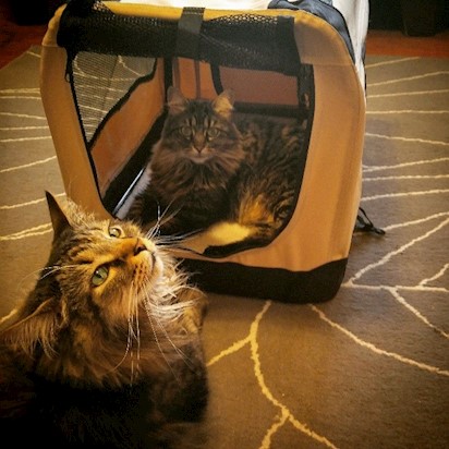 In Defense of the Cat Ladies - Cincinnati Art Museum